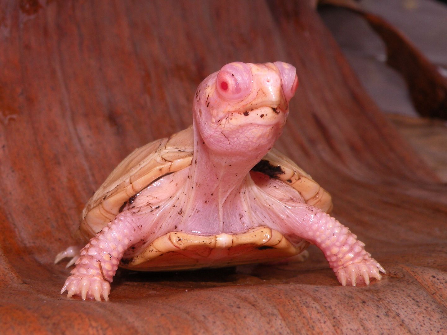 Albino Eastern Box Turtle | Tortoise Forum