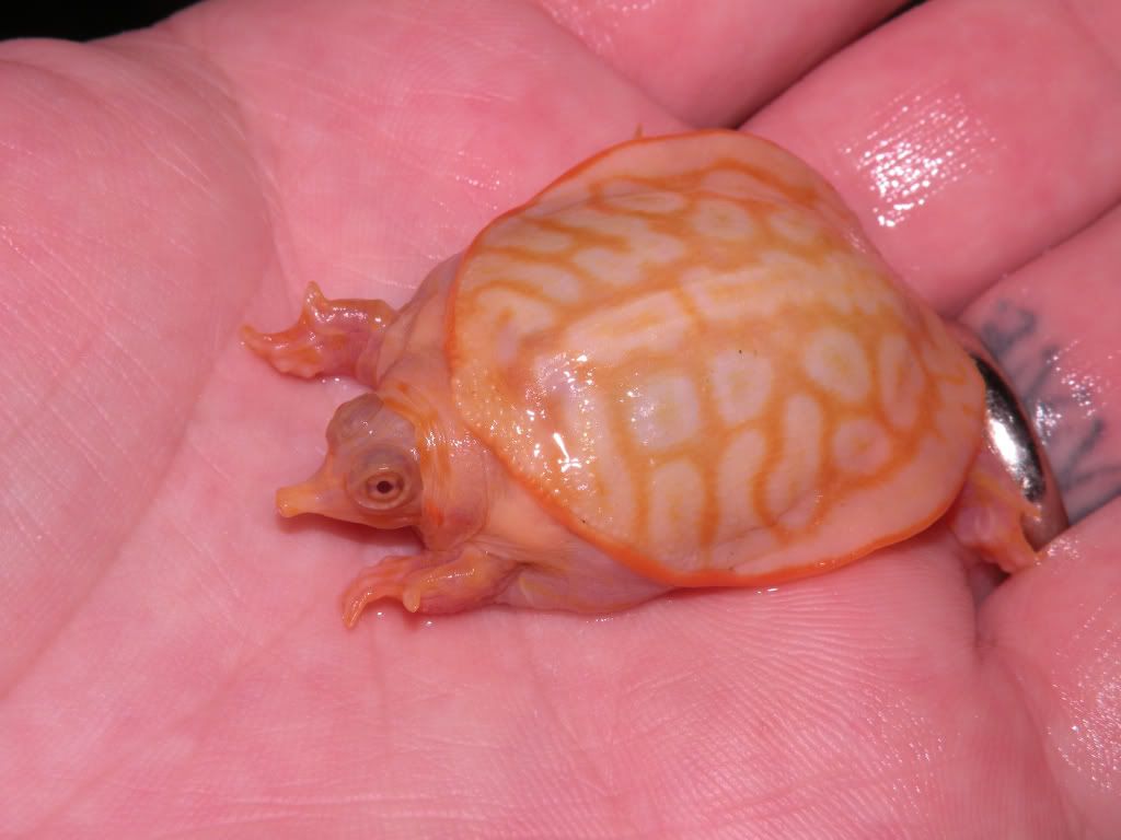 Soft shell turtle! | Tortoise Forum