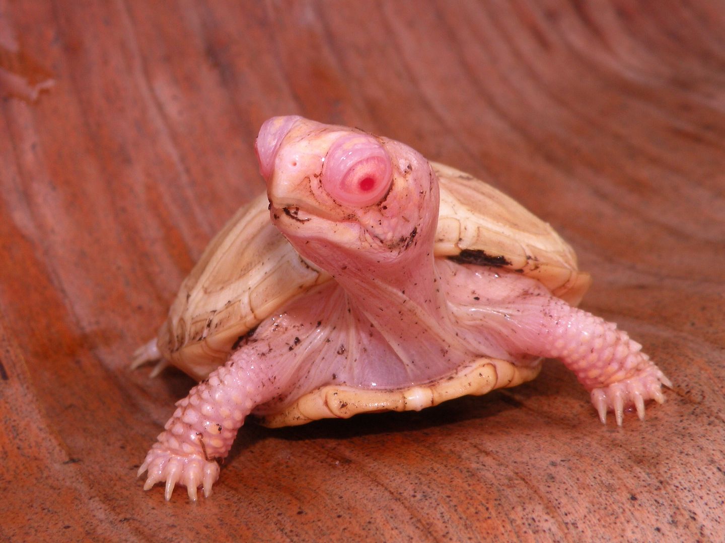 Albino Eastern Box Turtle | Tortoise Forum