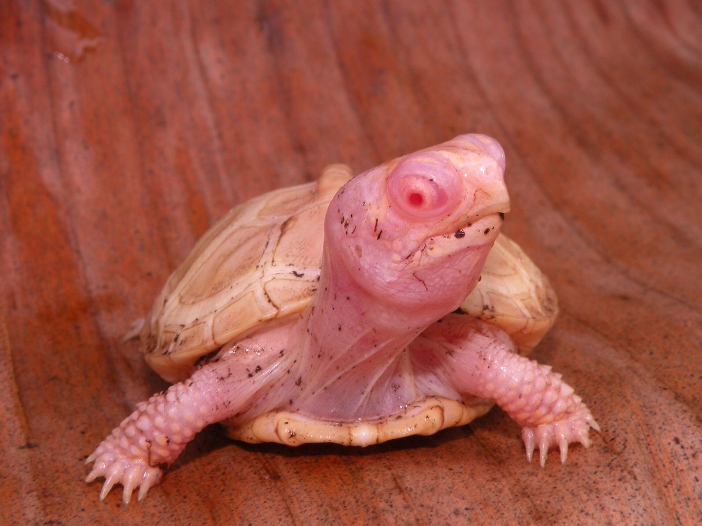 Albino Eastern Box Turtle | Tortoise Forum